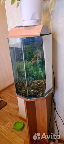 Аквариум с рыбами