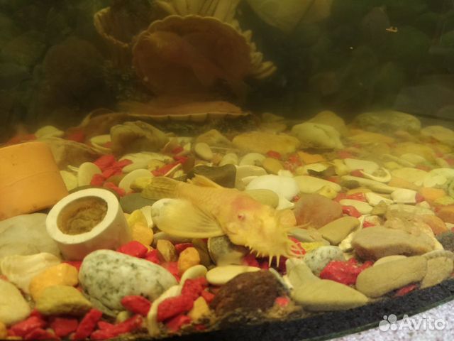 Рыбки аквариумные Сом Анциструс