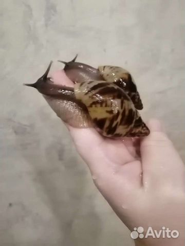 Улитка ахатина ретикулята стандарт