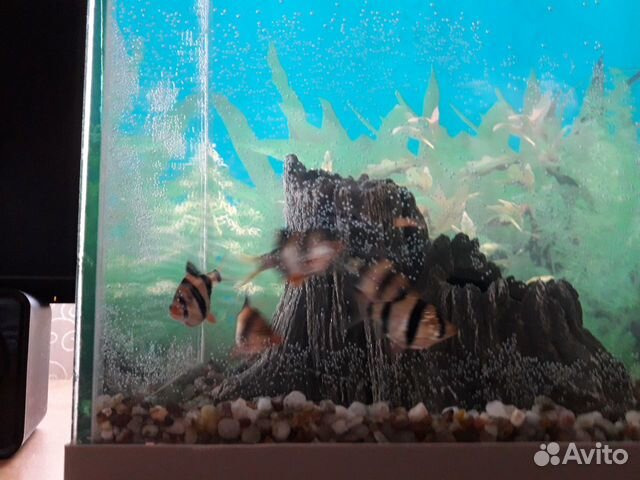 Аквариум