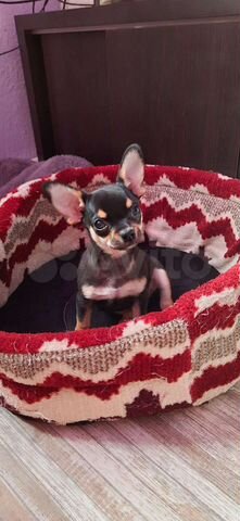 Чихуахуа яркий мальчишечка