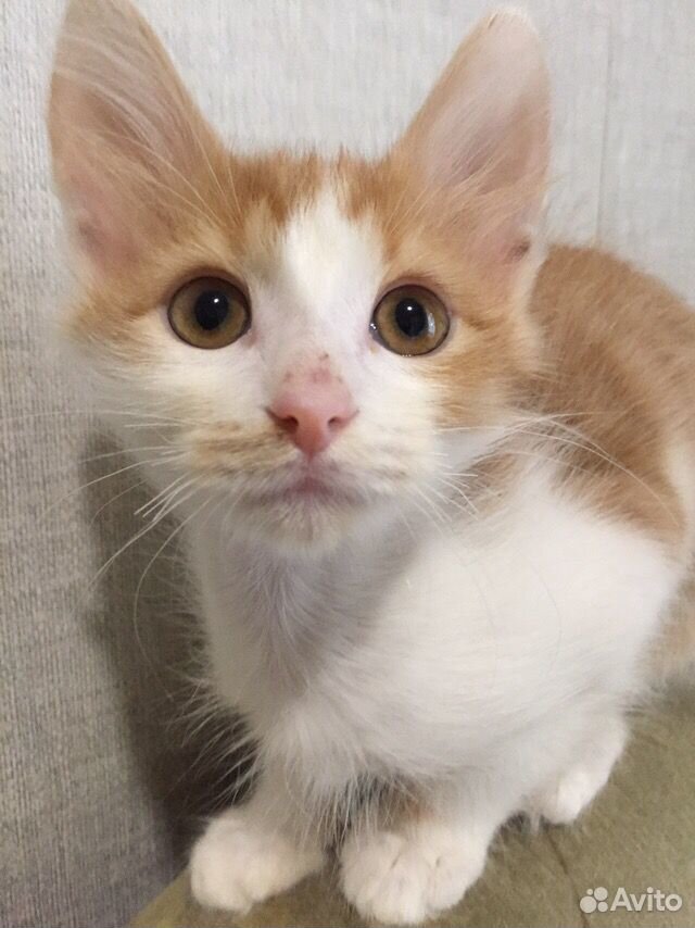 Котенок ищет дом