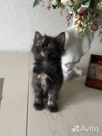 Девочка полтора месяца