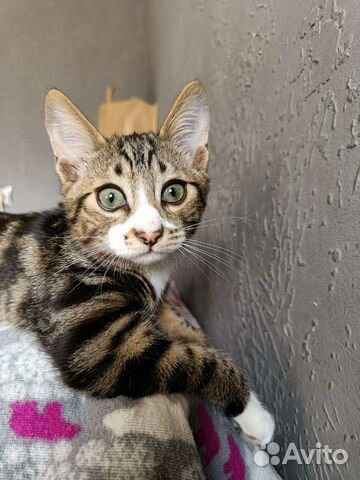 Котёнок мальчик 4-5 месяцев кот