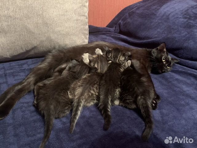 Отдадим котят в добрые руки