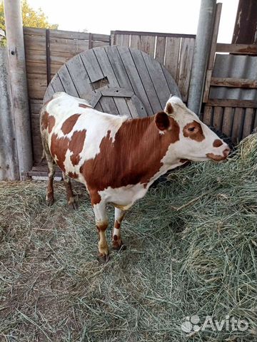 Продается телка, 1,5 года