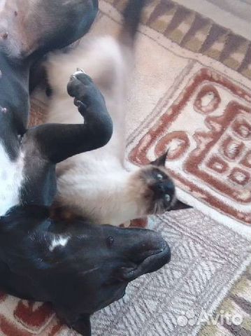 Тайская кошка ищет первую любовь