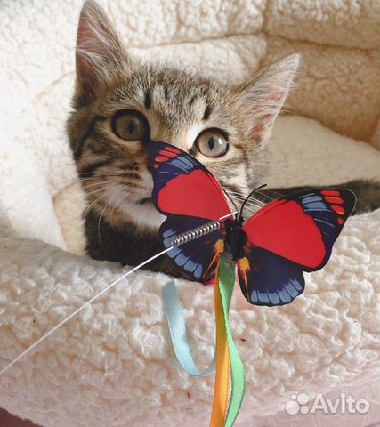 Котенок- девочка в добрые руки