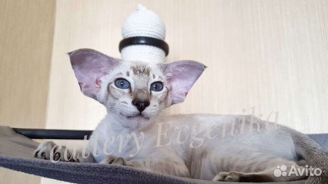 Сиамский малыш