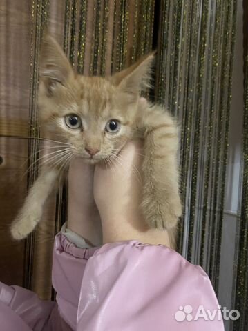 Отдам котенка в добрые руки