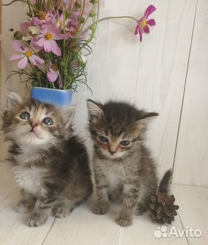 Милые котята