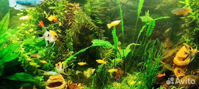 Аквариумные рыбки