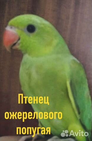 Ожереловый попугай птенцы