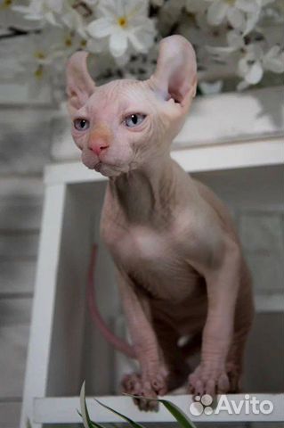 Канадский сфинкс