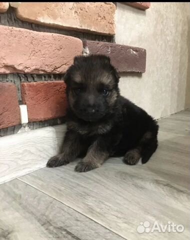 Продам щенков немецкой овчарки