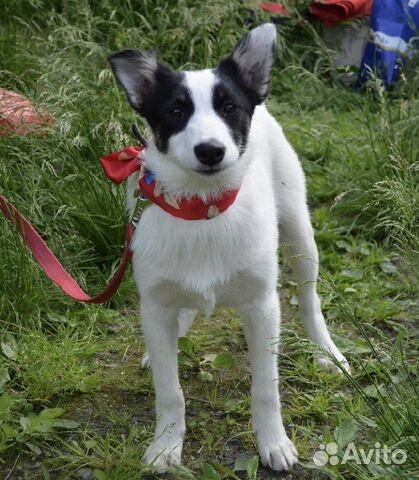 Щенок 4 месяца