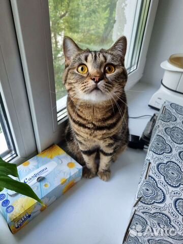 Отдам 3-х летнюю кошечку редкого окраса
