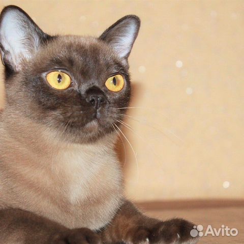 Американская традиционная бурма