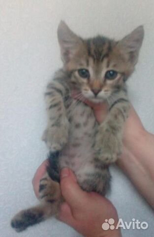 Изумительно красивые котята