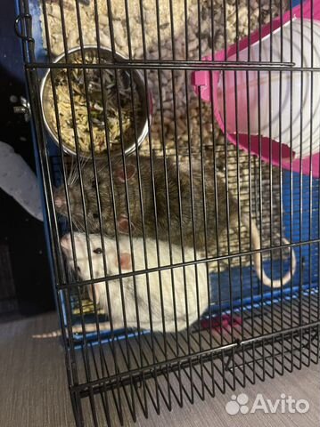 Отдам 2 крыс с клеткой