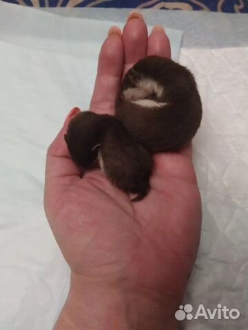 Ласка девочка