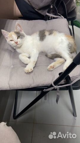 Маленький катенок,девочка