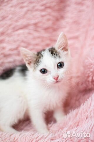 Котёнок Соня ищет хозяина. В хорошие руки