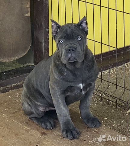 Кане Корсо - шикарная малышка Чика