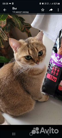 Кот британец золотая шиншилла