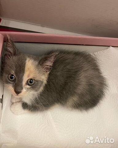Кошка котенок в добрые руки