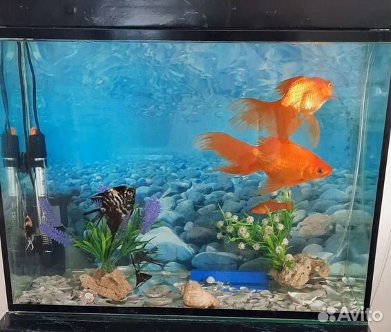 Золотые рыбки