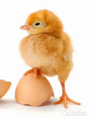 Цыплята сезон 2022