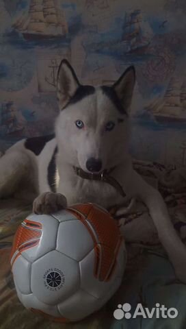 Собака в добрые руки отдам бесплатно