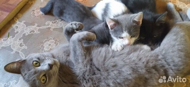 Котята в добрые руки даром