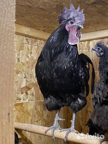 Петухи племенные