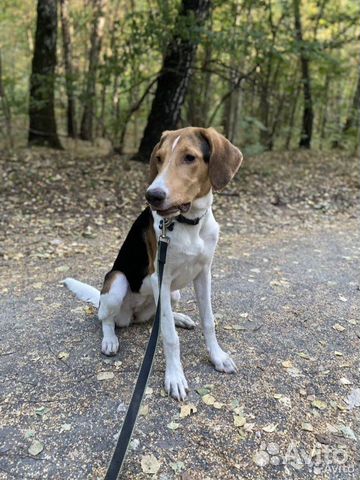 Эстонская гончая