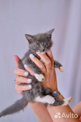 Котенок голубой 8 недель