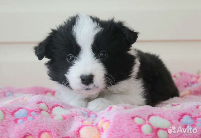 Бордер колли