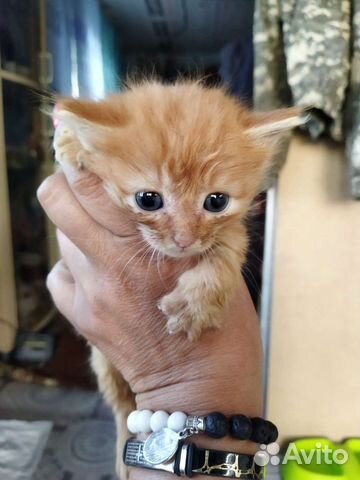 Котята отдам в добрые руки бесплатно