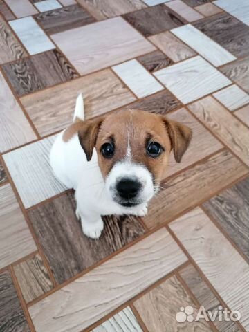 Щенок Джек Рассел терьер