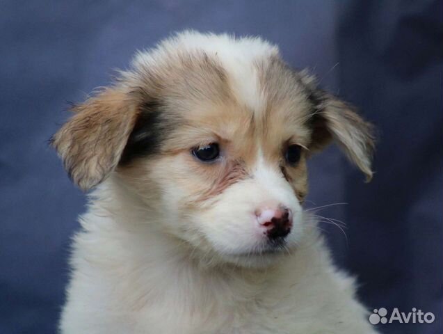 Щеночек Индия ждёт свою семью