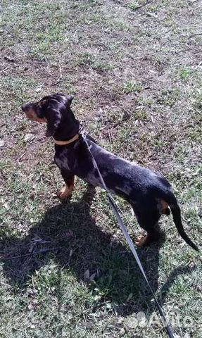 Такса гладкошерстная стандартная