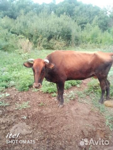 Коровы телки