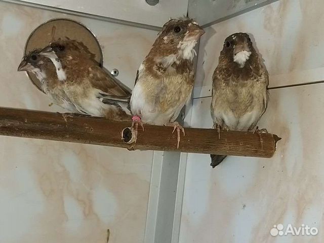 Японские амадины