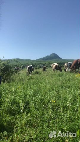 Продам корову и телку на мясо