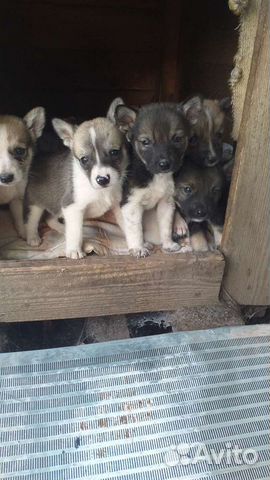 Смесь с лайкой