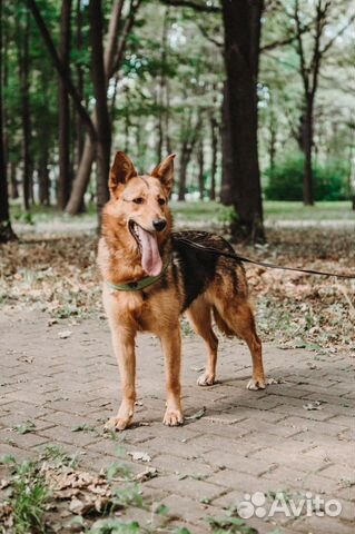 Собака в добрые руки отдам