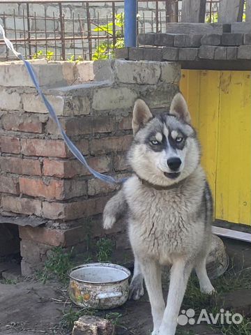 Сибирский хаски