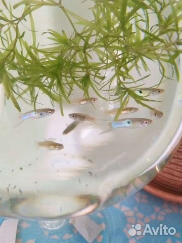 Аквариумные рыбки гуппи