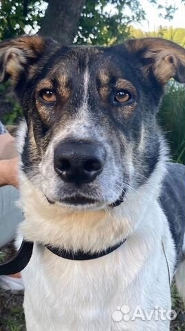 Боренька-статный красавец, ждет тебя